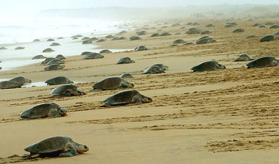 Odisha prepares action plan for conservation of Olive Ridley turtles
