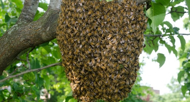 30 injured in honey bees attack in Kendrapara