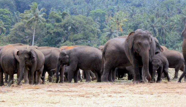 2017 Elephant Census: Odisha records rise in elephant population