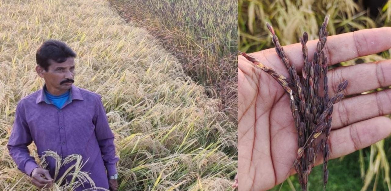 Kendrapara farmer sets example in cultivating Kalabati and diabetes ...